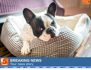 TV Newscast Photo Effect | Create a mockup news cast with your own picture